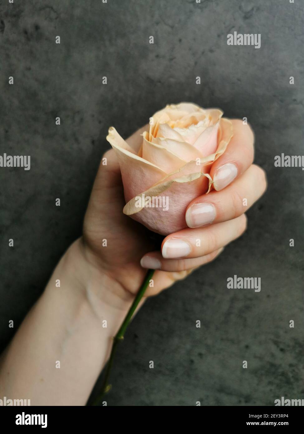 A female hand holding a light orange rose on a dark background Stock ...
