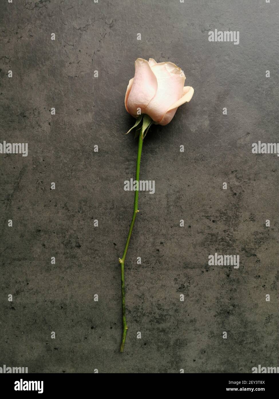 A top view of a light orange rose on a dark background Stock Photo - Alamy