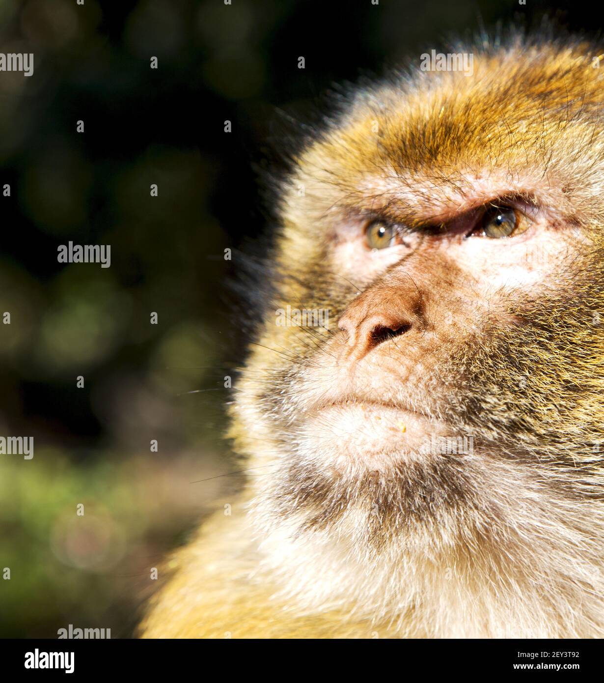 Africa in morocco cedar forest the primitive monkey animal wildlife ...