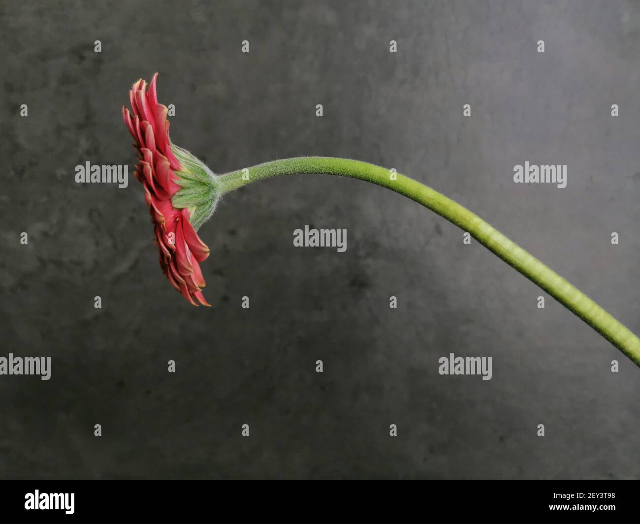 Side view flower hi-res stock photography and images - Alamy