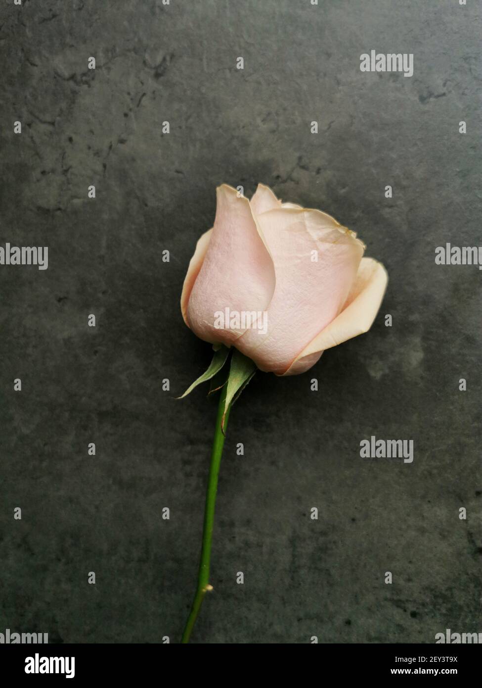 A top view of a light orange rose on a dark background Stock Photo - Alamy