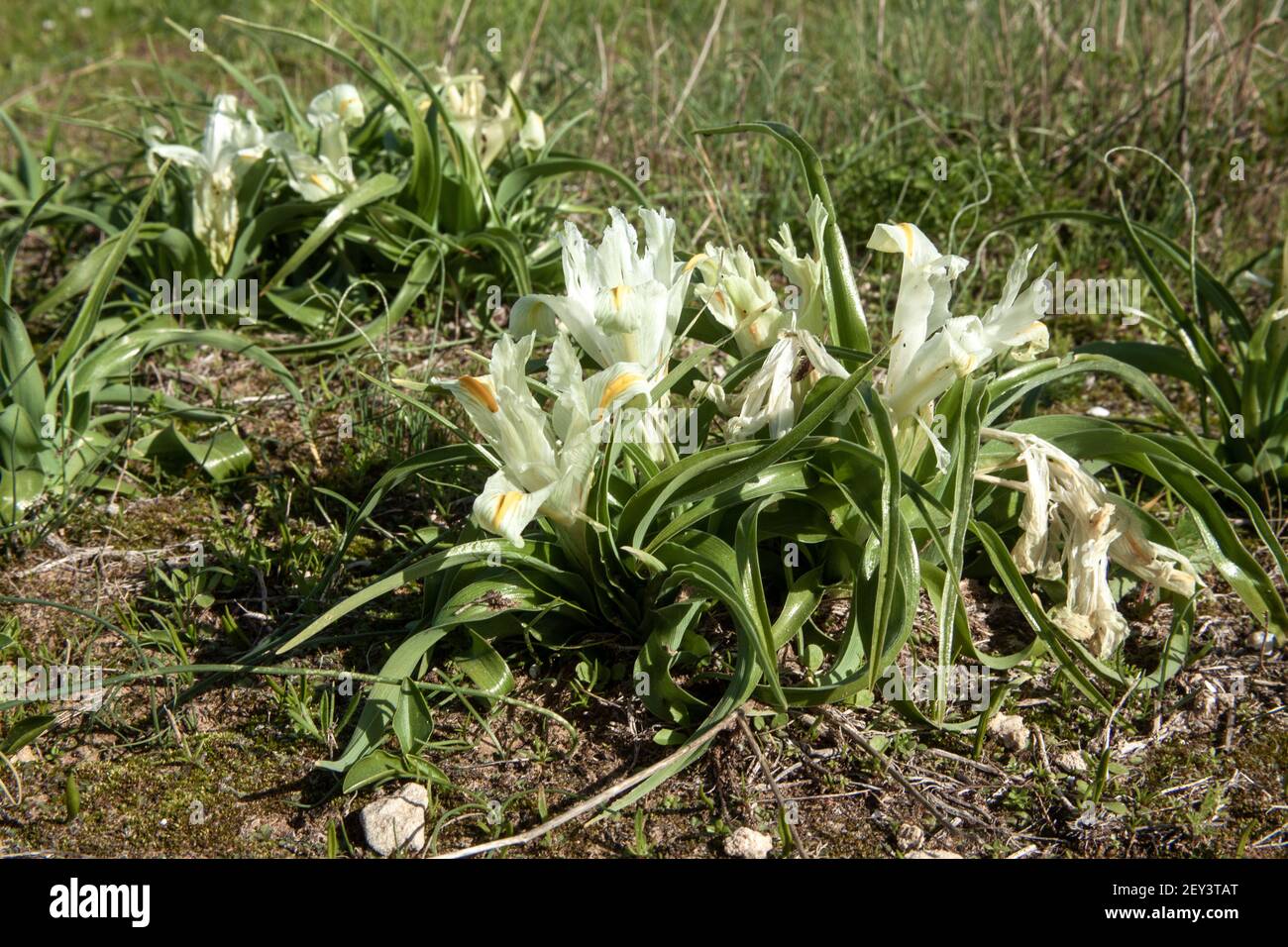 Scorpiris hi-res stock photography and images - Alamy