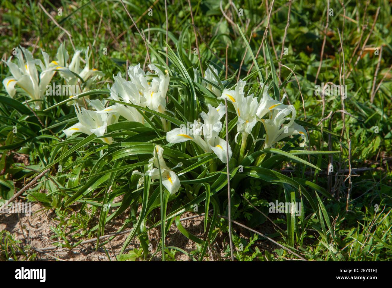 Scorpiris hi-res stock photography and images - Alamy