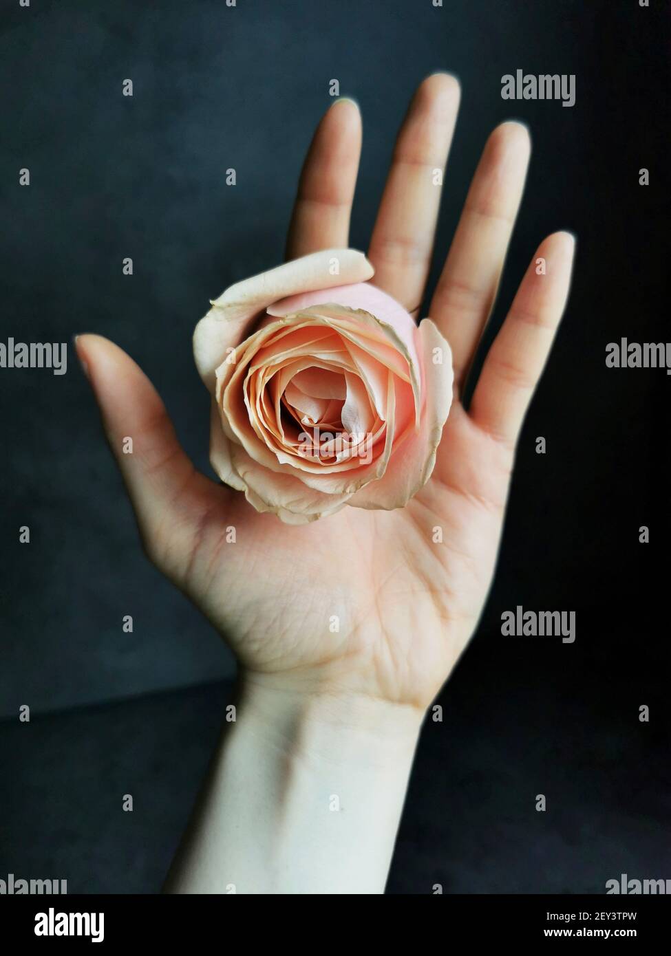 A female hand holding a light orange rose on a dark background Stock ...