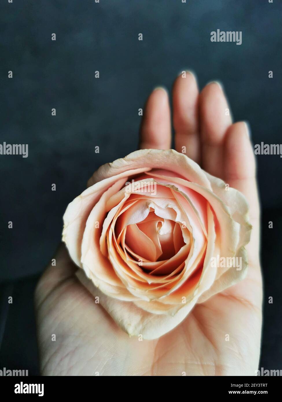 A female hand holding a light orange rose on a dark background Stock ...