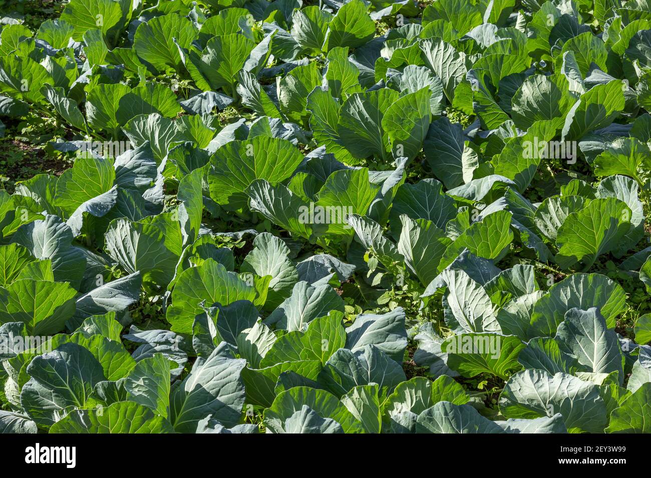 A closeup of the growing fresh cabbages on the field Stock Photo - Alamy