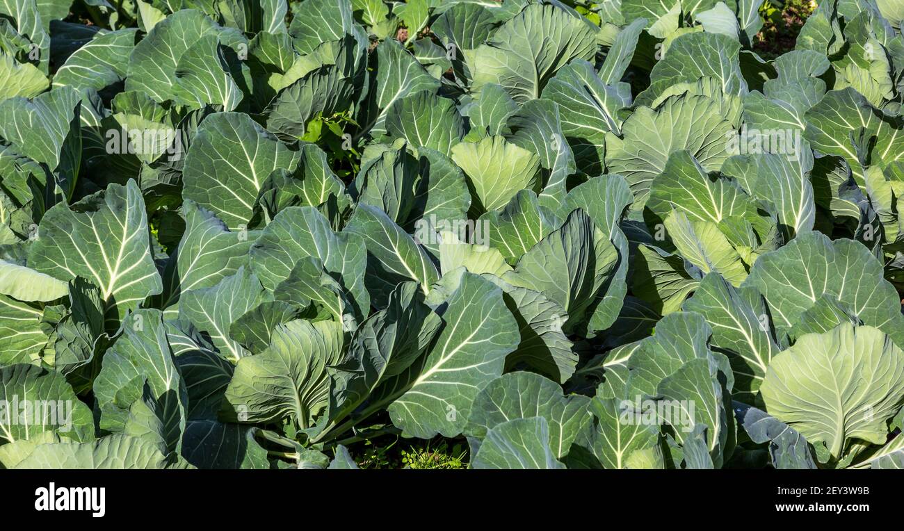 A closeup of growing fresh cabbages on the field Stock Photo - Alamy