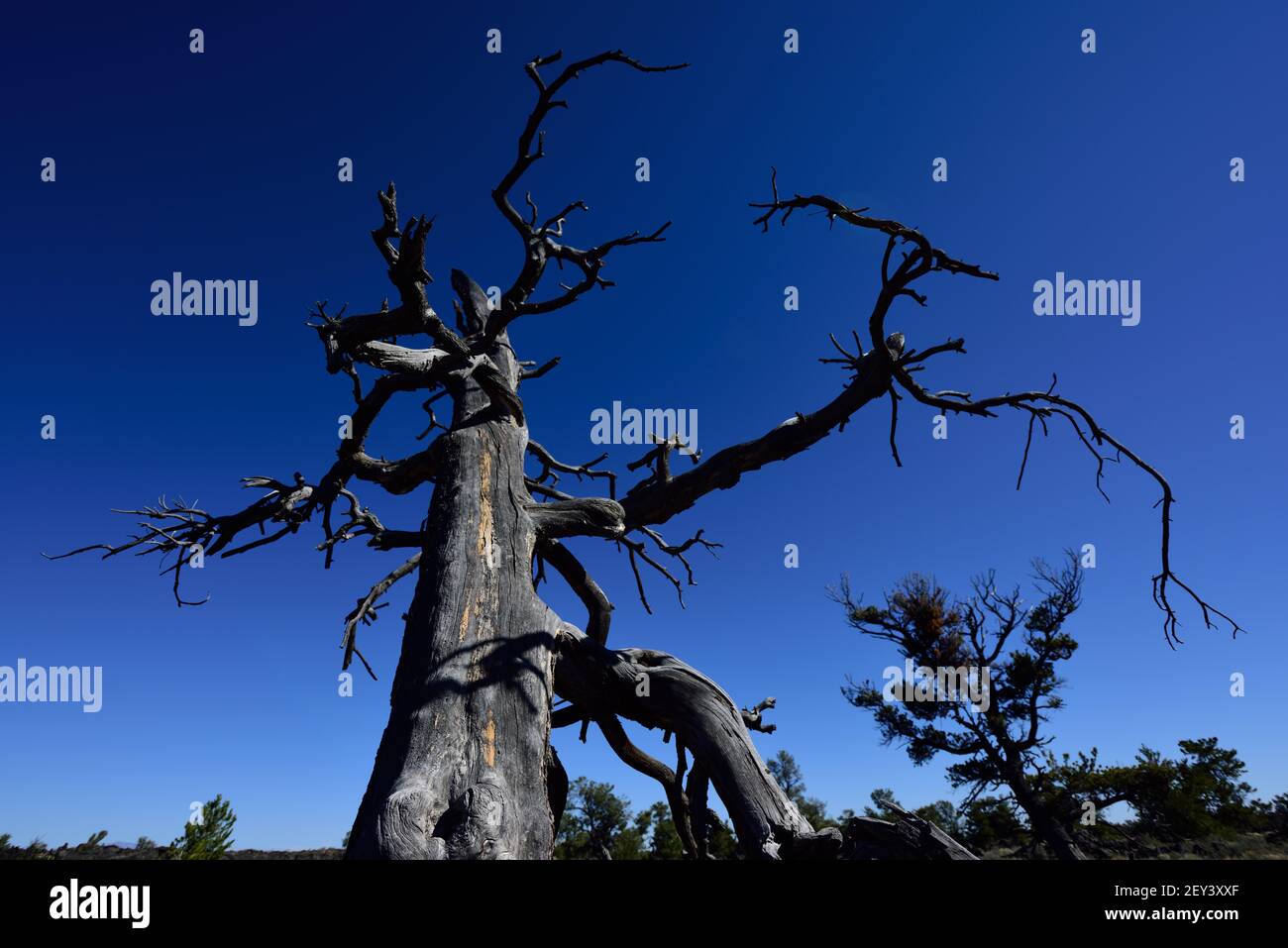 A Limber Pine Snag Pictured Near Devils Orchard On October 8 2014 At Craters Of The Moon