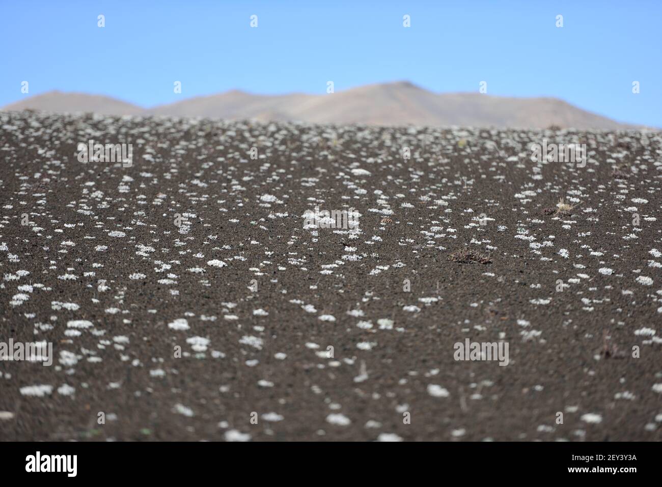 Dwarf buckwheat dominates the landscape of a cinder meadow under ...