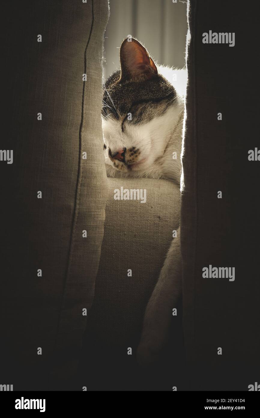 Vertical shot sleeping cat hi-res stock photography and images - Alamy