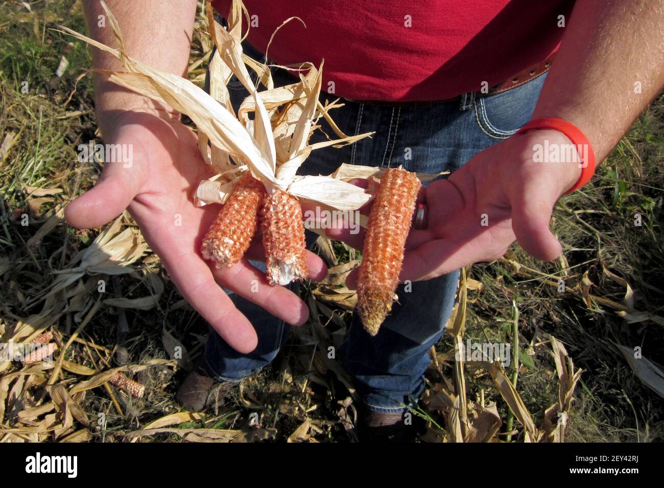 Corn husks and cobs stripped of their kernels are the raw material for ...