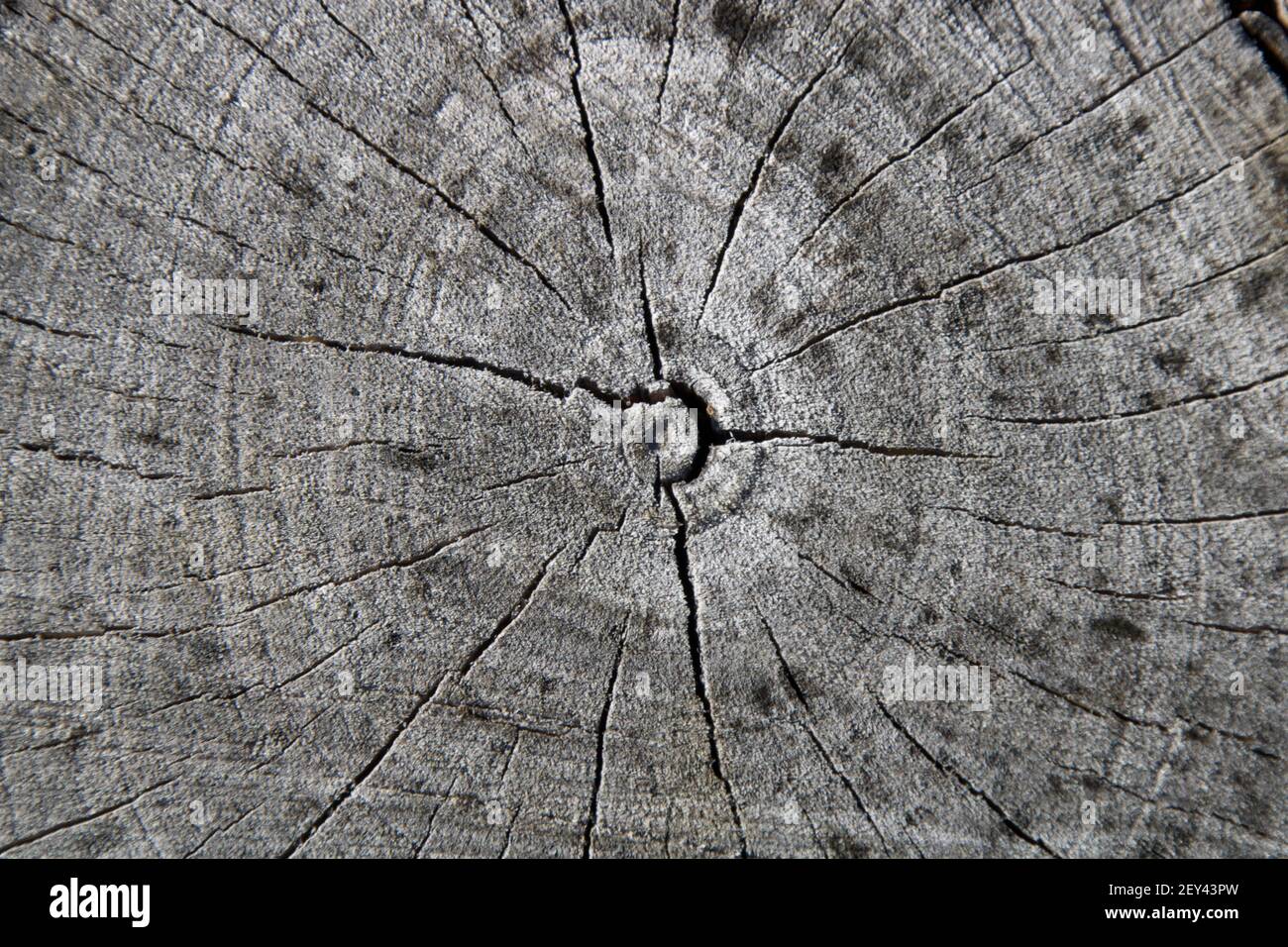 Wood fissures hi-res stock photography and images - Alamy