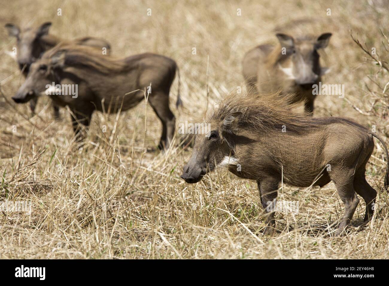 Warthogs are common in Gorongosa National Park but they usually run ...
