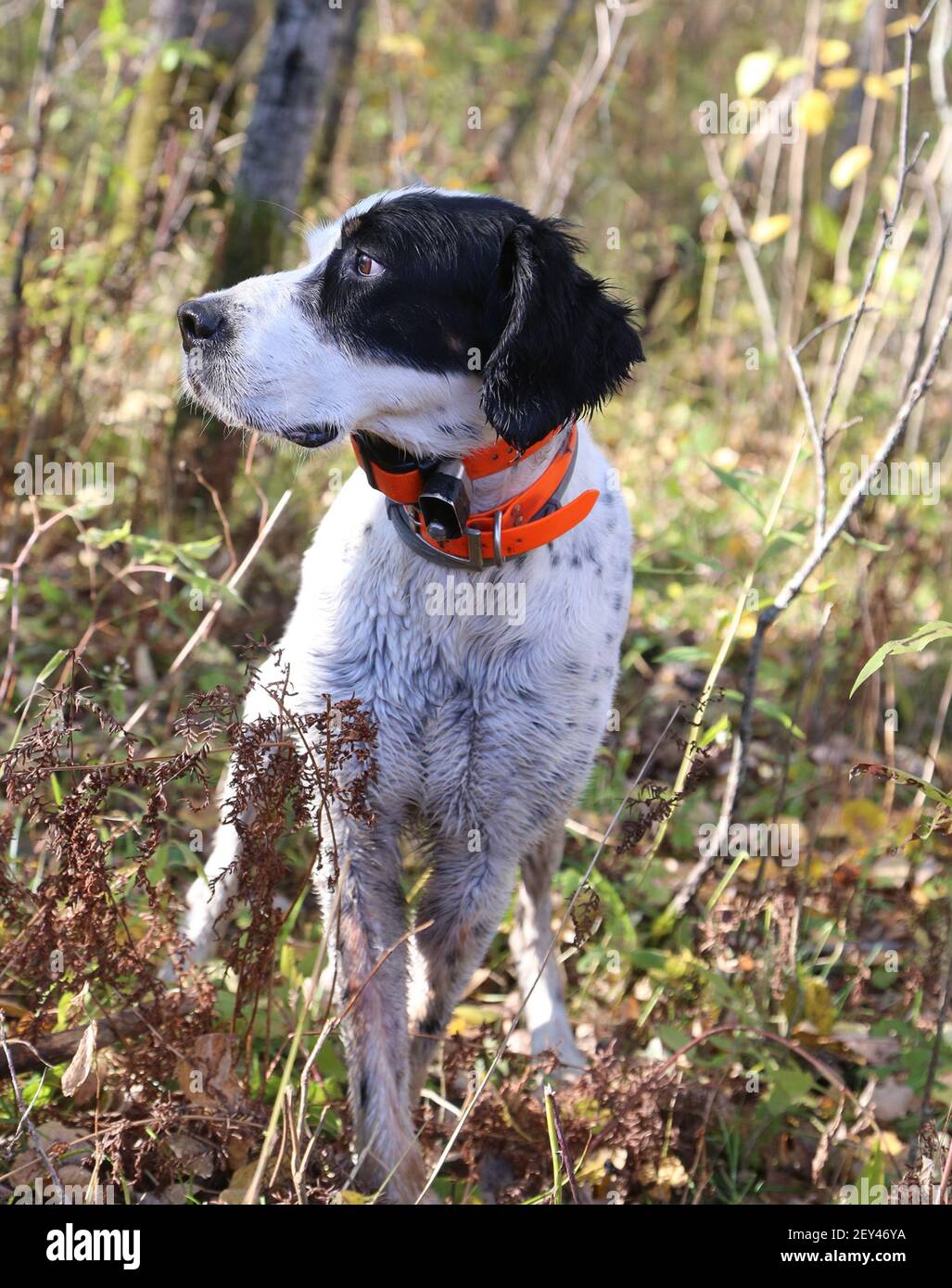 Shaq, an English setter owned by Jerry Kolter and his wife, Betsy ...