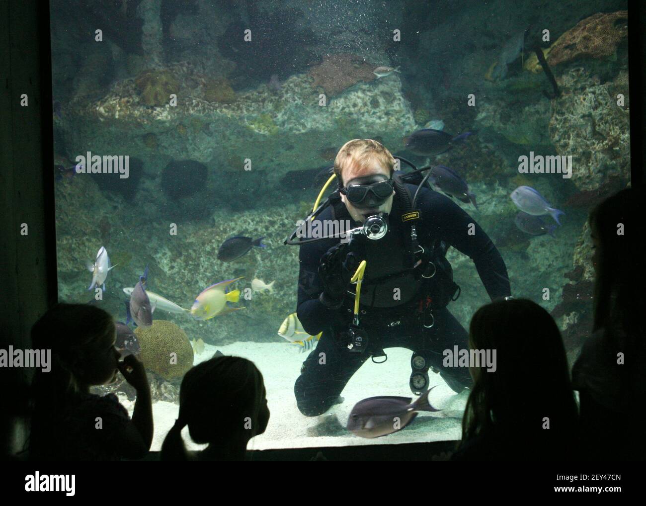 Udt Navy Seal Diver Poem