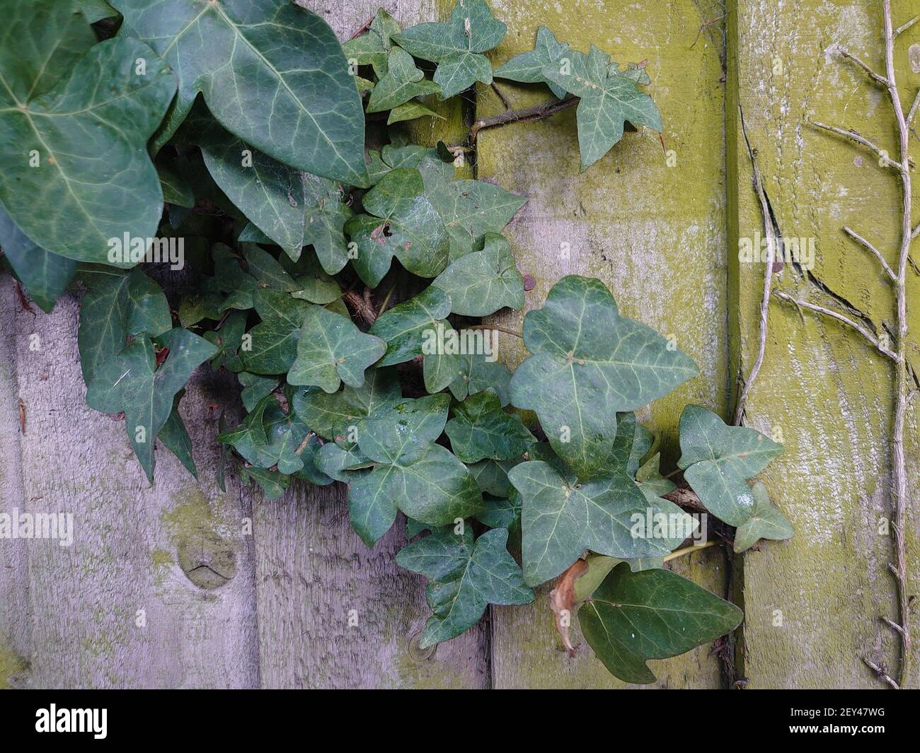 An ivy plants crawling against the wall Stock Photo - Alamy