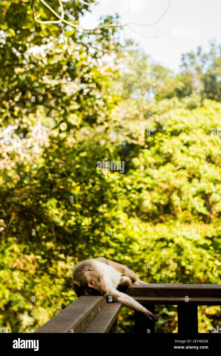 Sleeping monkey human hi-res stock photography and images - Alamy