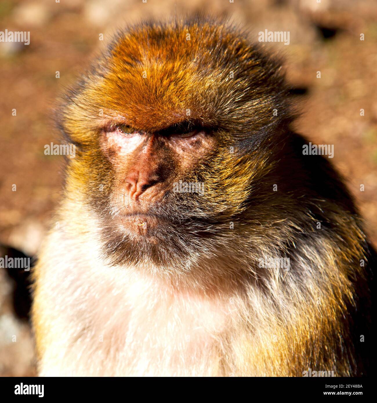 Old monkey in africa morocco and natural background fauna close up ...