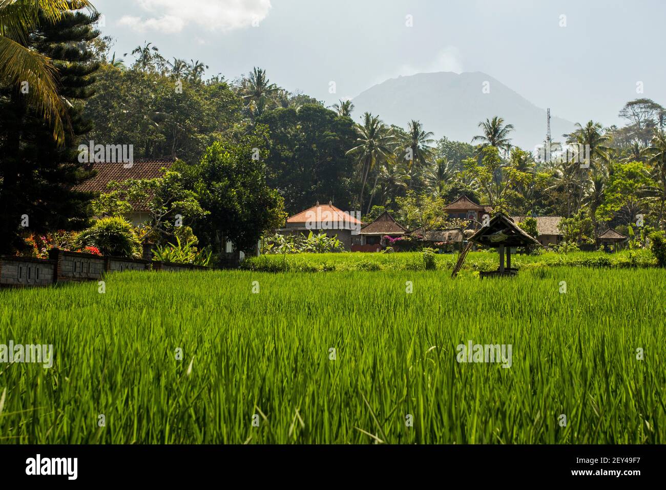 Bali Rice plantations Stock Photo - Alamy