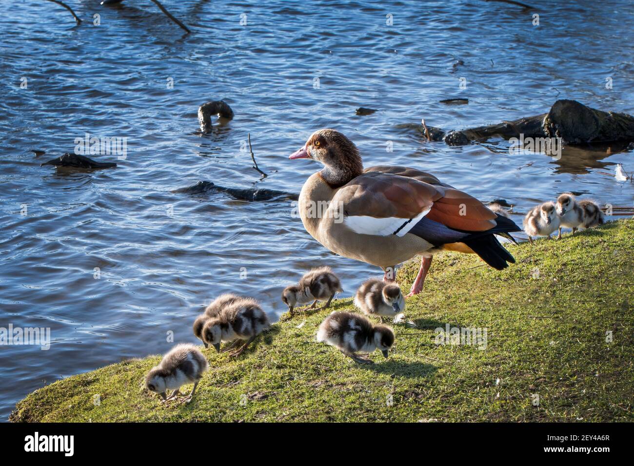 Egyptian goose with her few days old goslings Stock Photo - Alamy