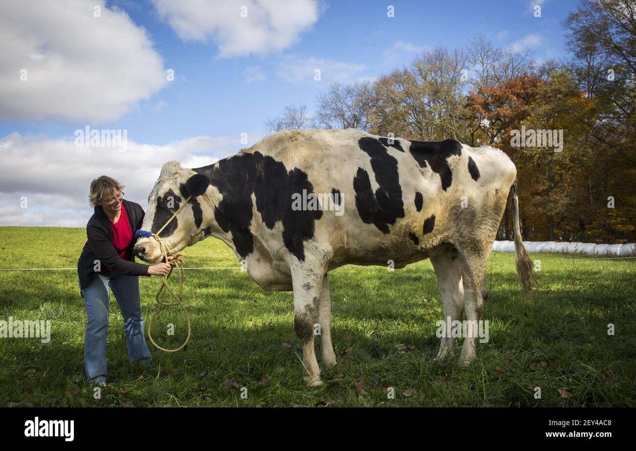 The Tallest Cow In The World