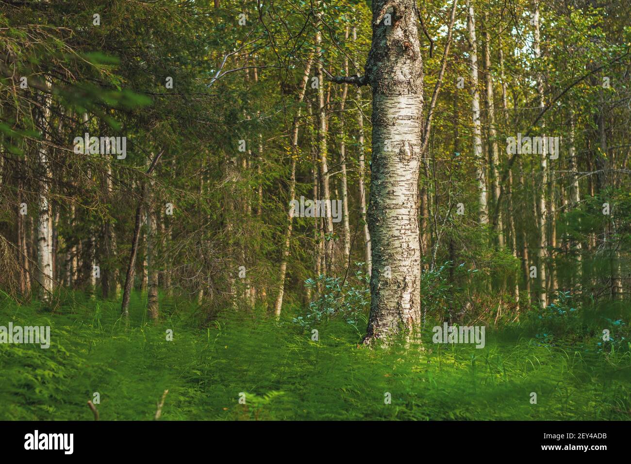 thick tree among young thin trees Stock Photo - Alamy