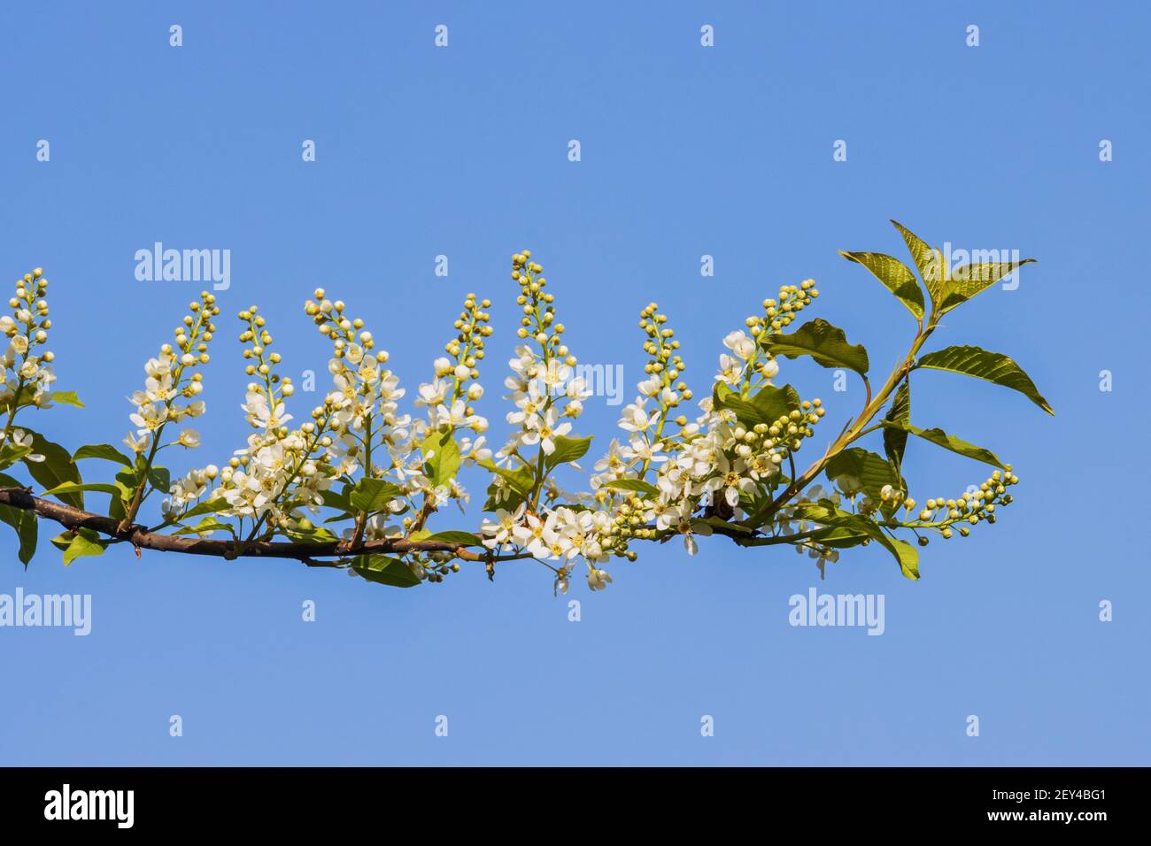 tree branch with spring flowers Stock Photo - Alamy