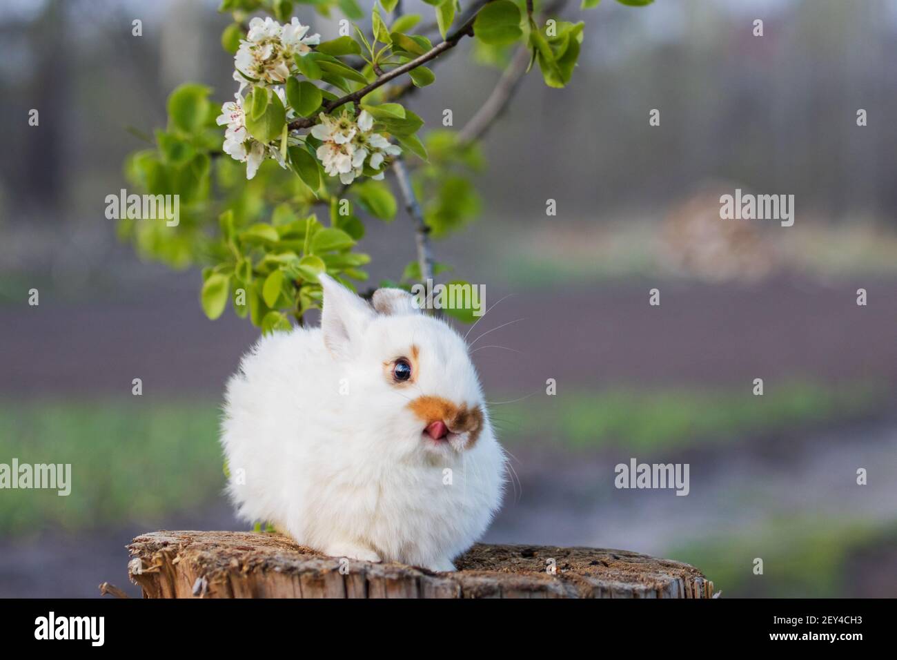 white rabbit sitting under a flowering tree Stock Photo - Alamy