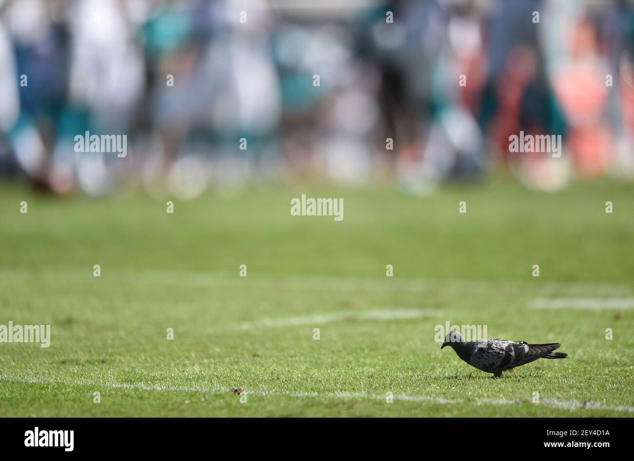 A pigeon stayed on the field most of the game between the Dolphins and ...