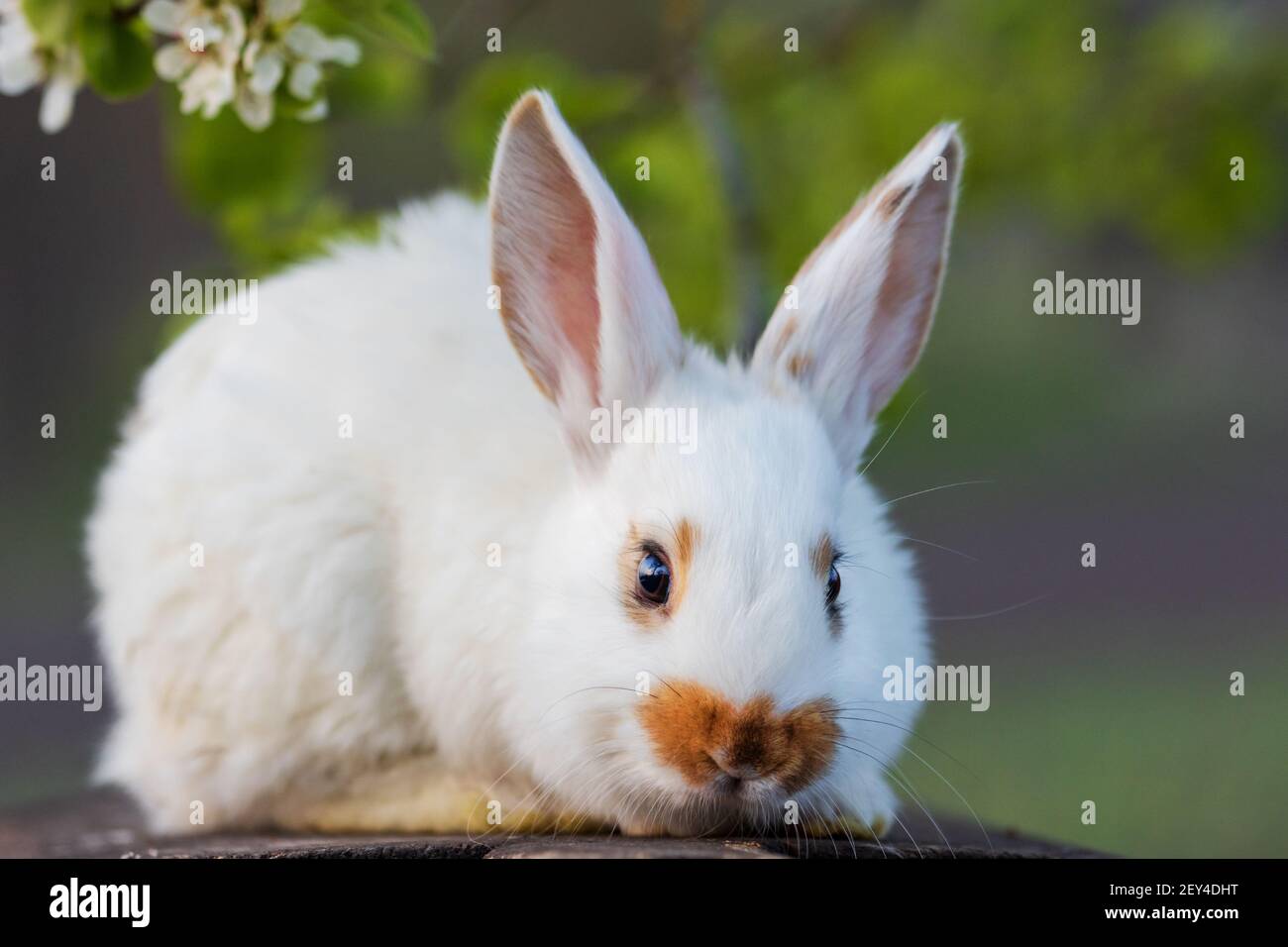 white rabbit sitting under a spring tree Stock Photo - Alamy