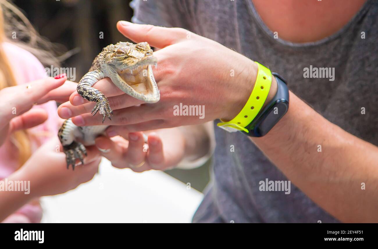 Touching the crocodile hi-res stock photography and images - Alamy