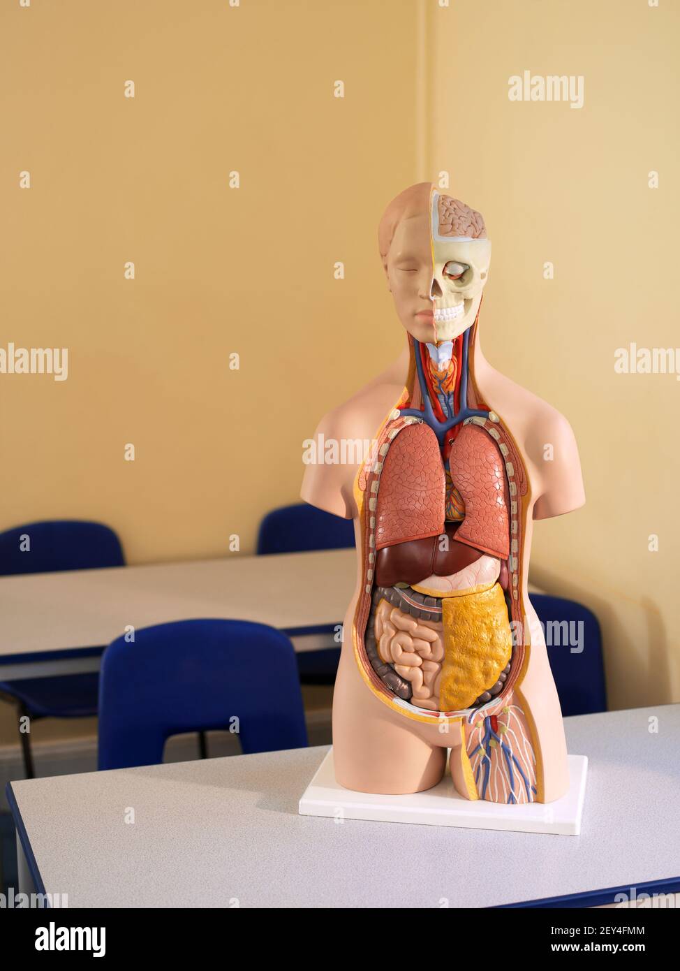 educational model of human anatomy with organs visible Stock Photo - Alamy