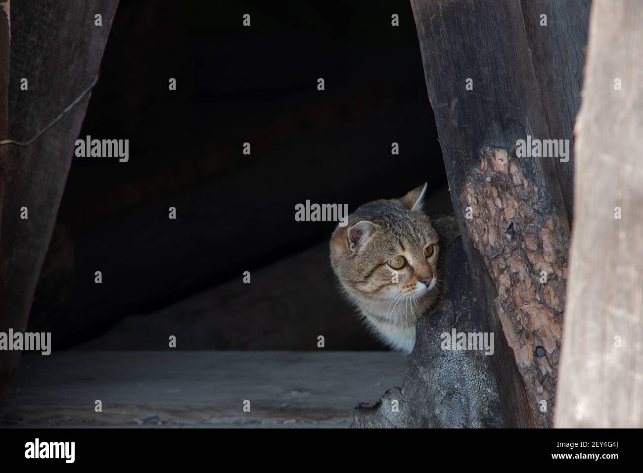 A curious young kitten looks around the corner of a wooden shelter ...
