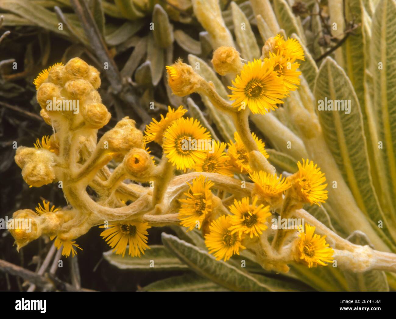 PARAMO, MERIDA STATE, VENEZUELA - Frailejon flowers, Espeletia, growing ...