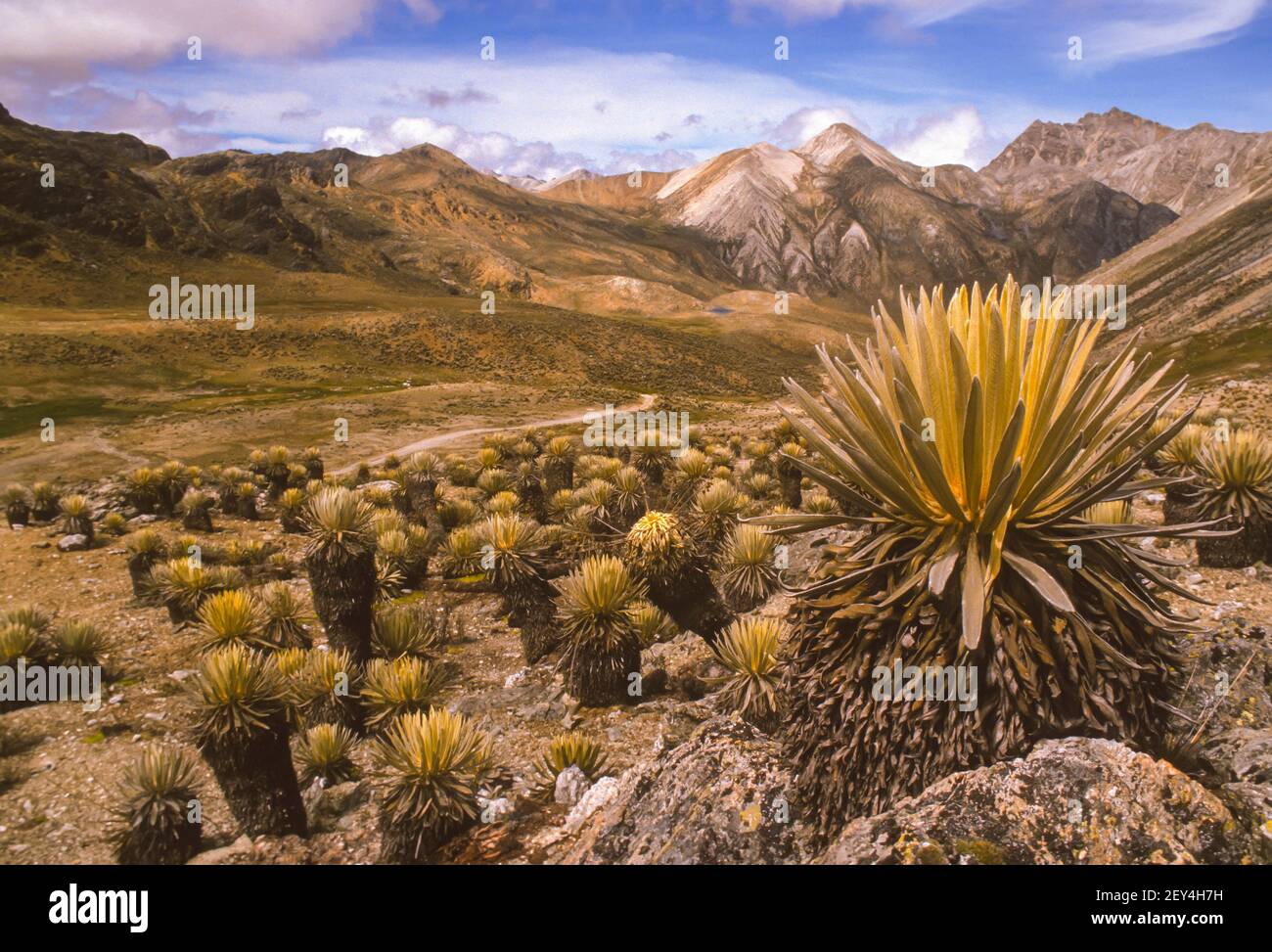 PARAMO, MERIDA STATE, VENEZUELA - Frailejon plants, Espeletia, growing ...
