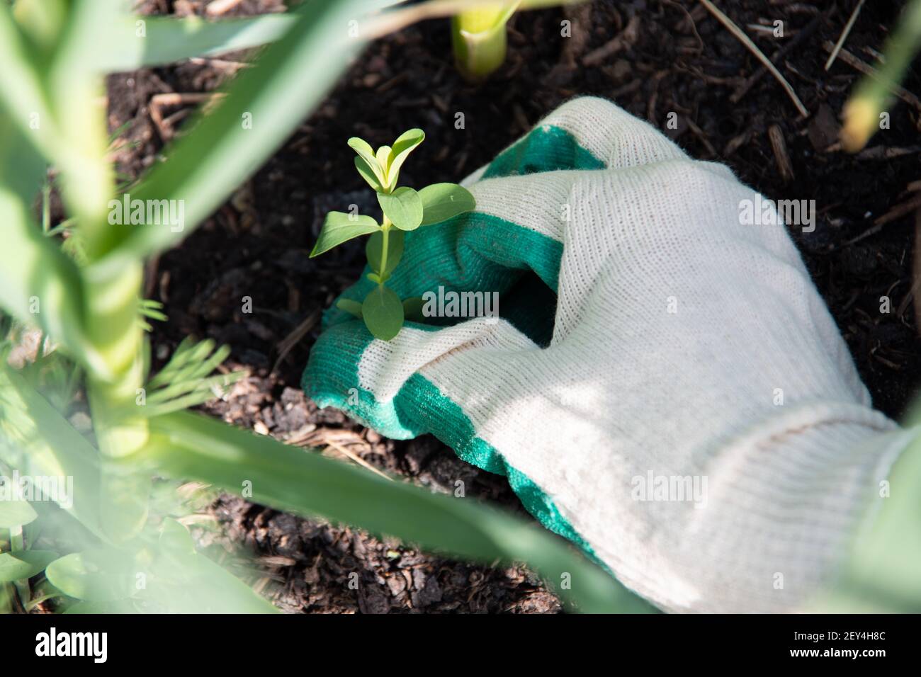 Woman's hand in a white garden glove pulling weeds. Gardening, weed ...
