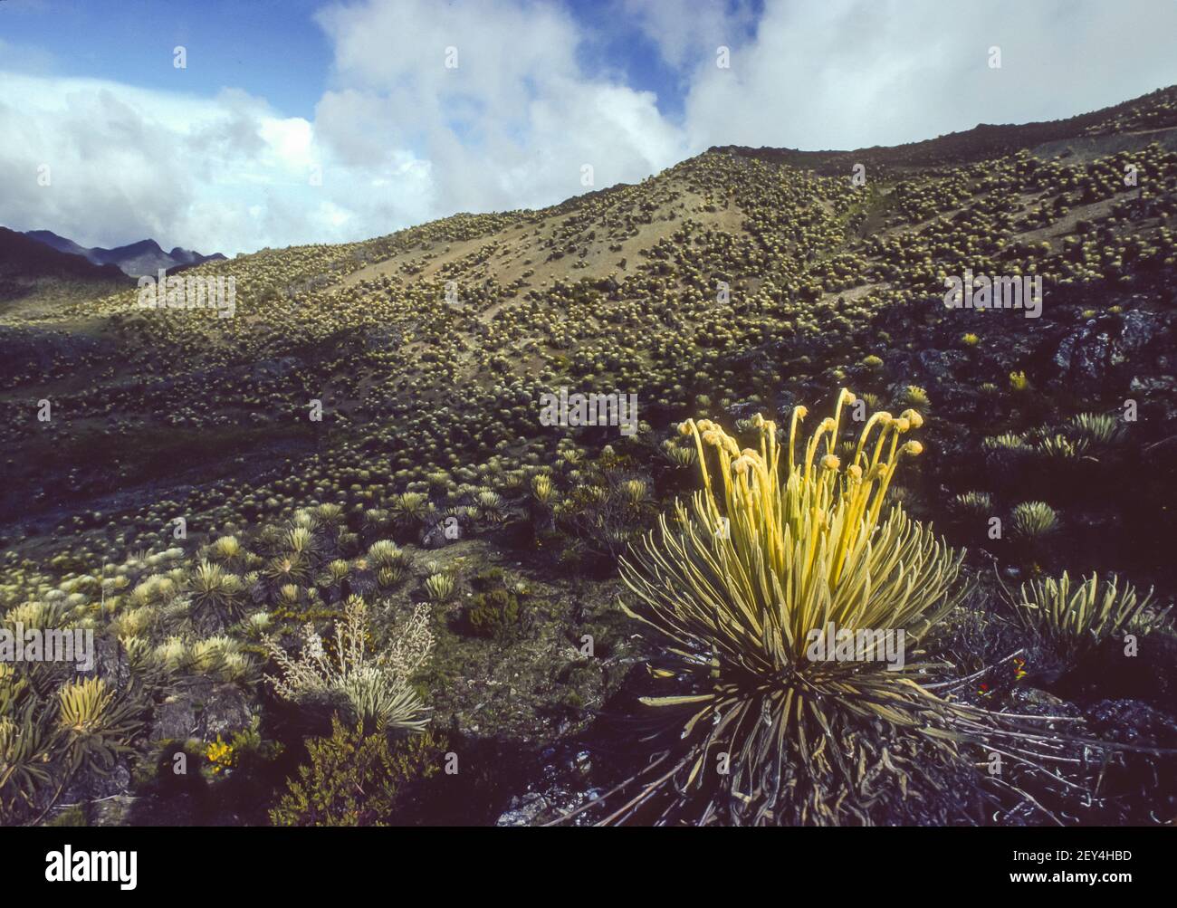Andes merida hi-res stock photography and images - Alamy