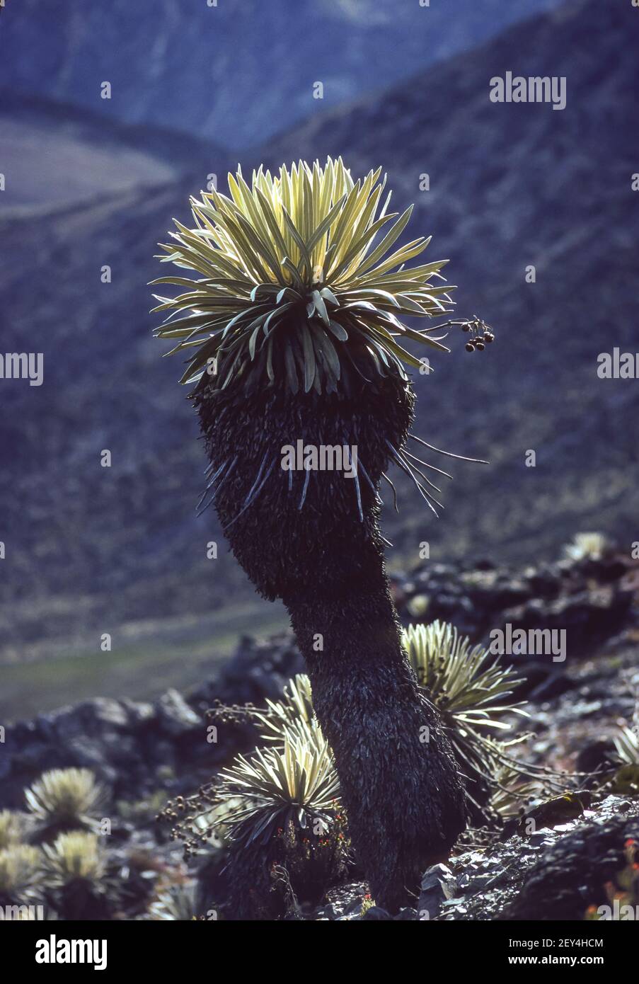 Cordillera de merida hi-res stock photography and images - Alamy
