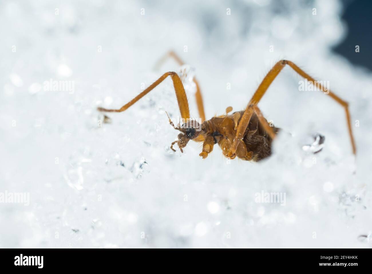 Wingless limoniid crane fly (Chionea lutescens) walking on snow Stock ...