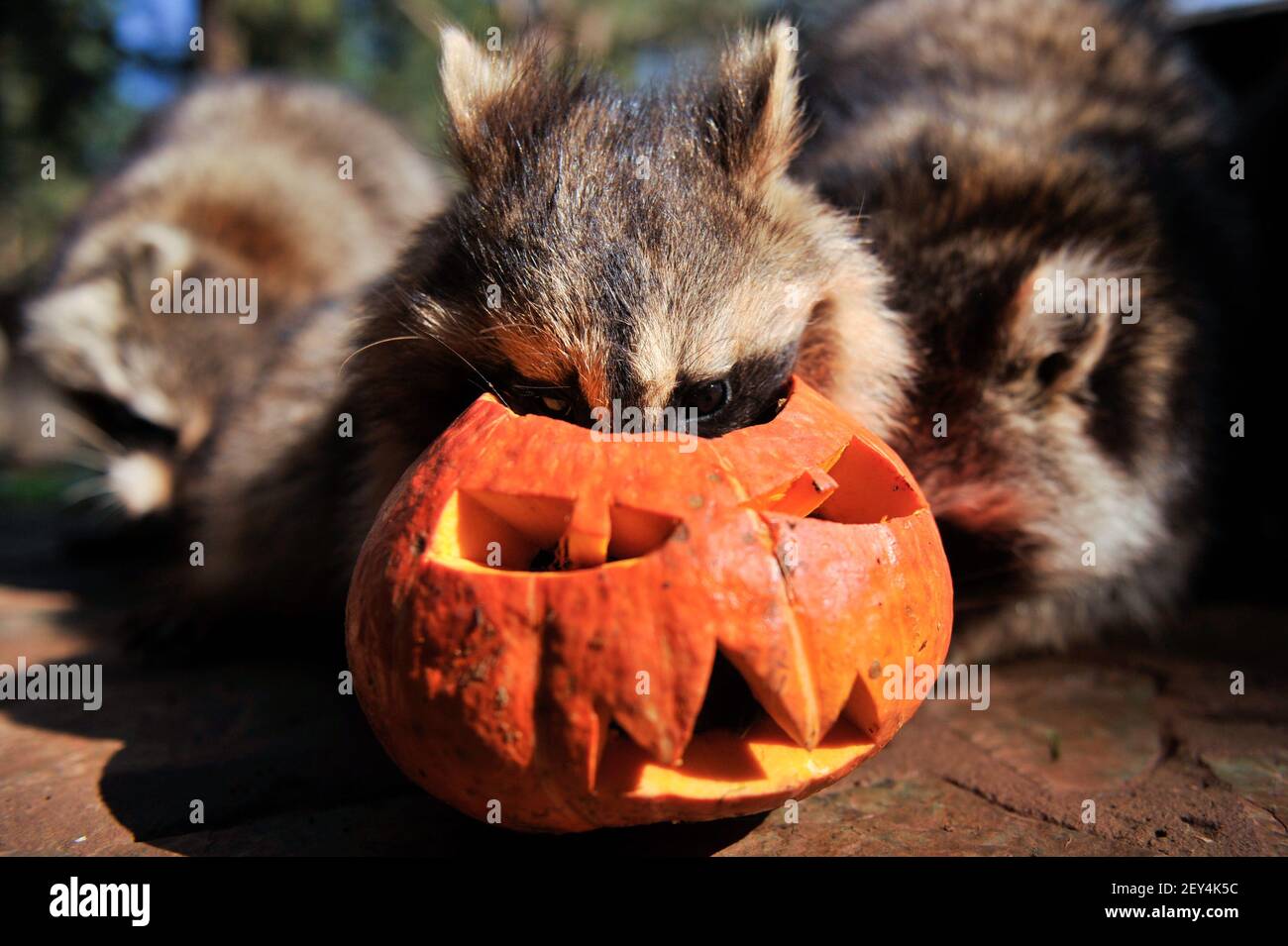 An engorge little raccoon is playing with a pumpkin lamp which was the ...