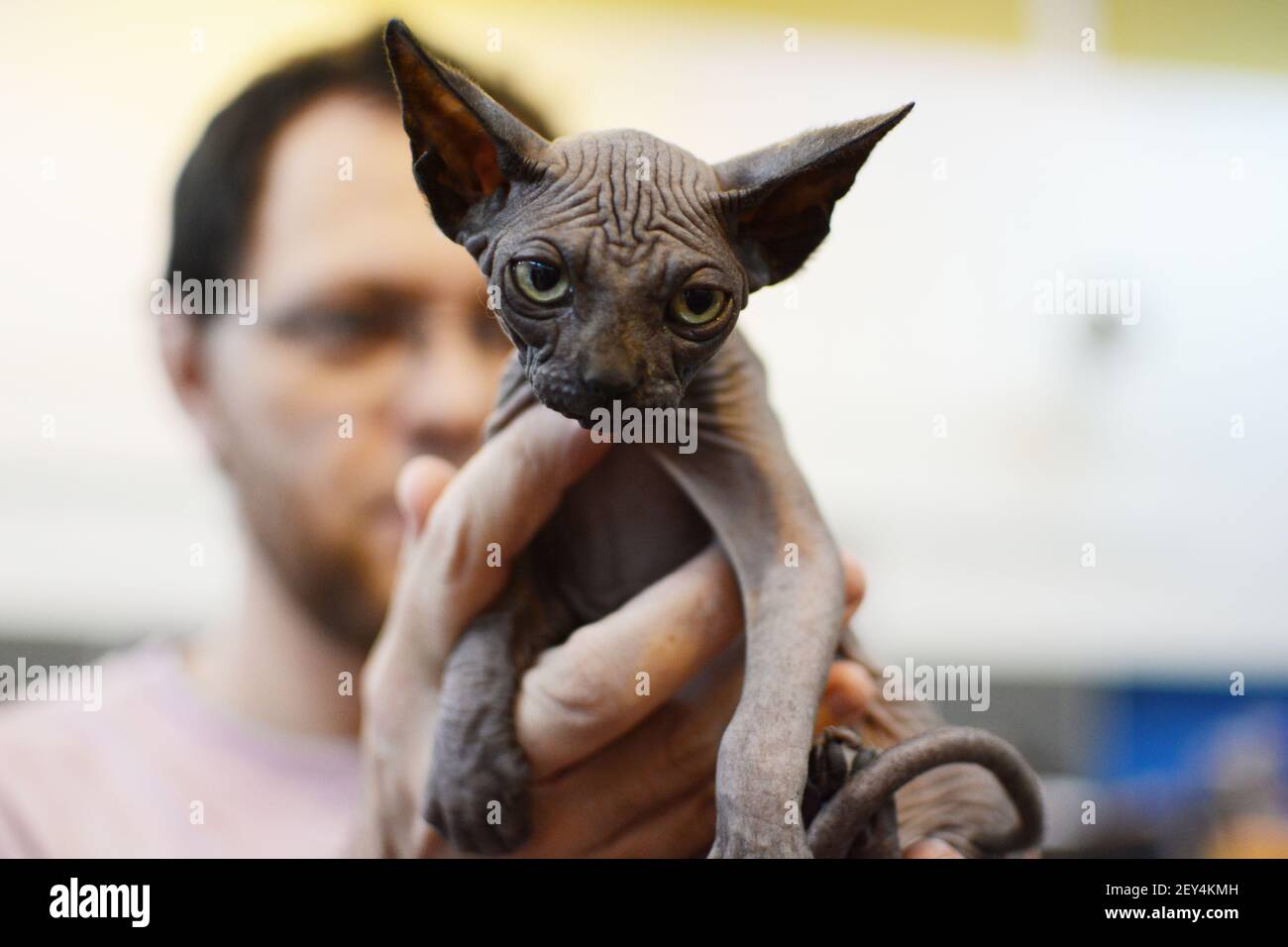 TEL AVIV, ISRAEL - NOVEMBER 1, 2014 - A sphynx cat on display at the ...