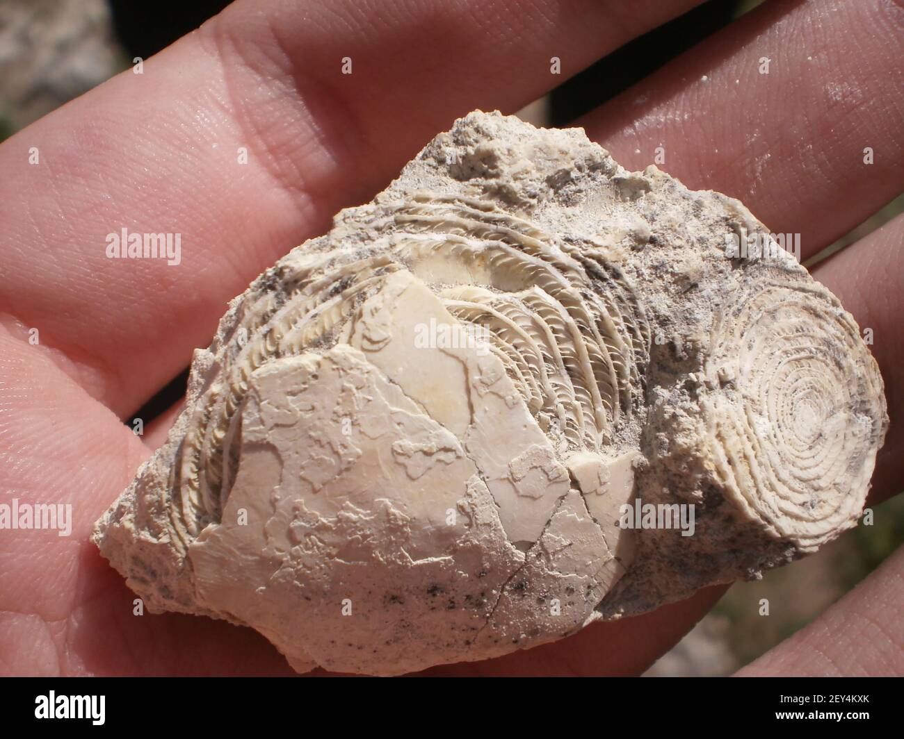 Fossil geology hi-res stock photography and images - Alamy