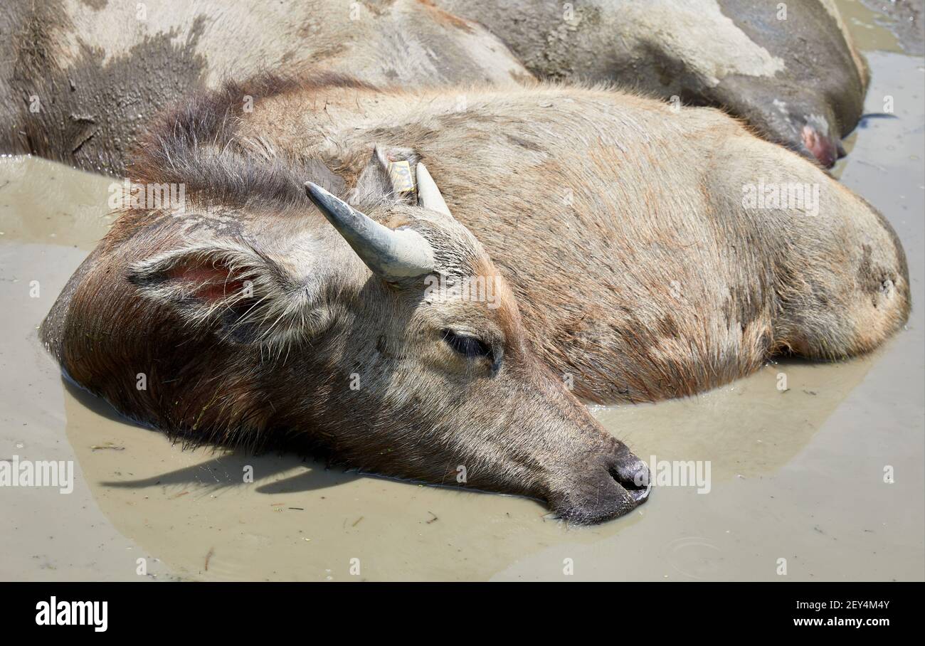 Hong kong lantau water buffalo hi-res stock photography and images - Alamy