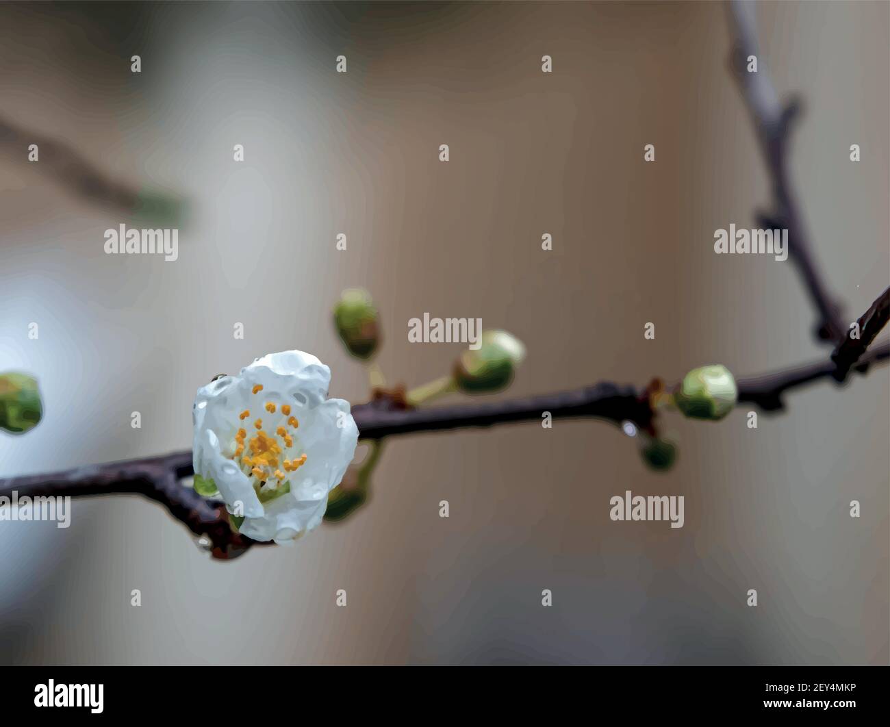 Leaf buds spring beauty in nature Stock Vector Images - Alamy