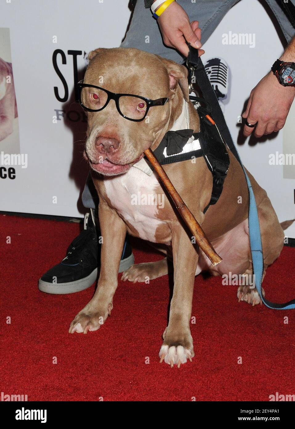 2 November 2014 - Los Angeles, California - Sonny Ray. 4th Annual ...
