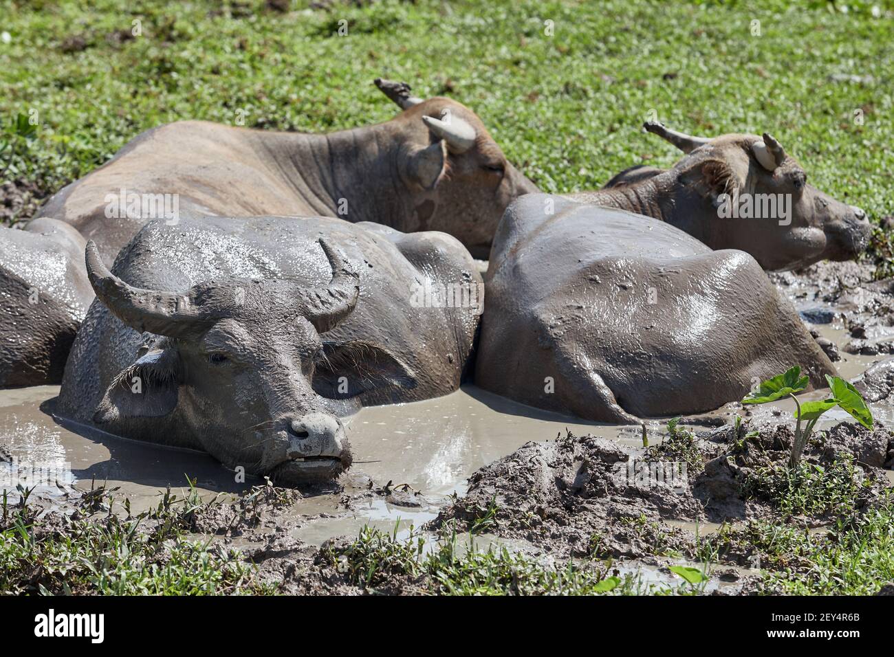 Hong kong lantau water buffalo hi-res stock photography and images - Alamy
