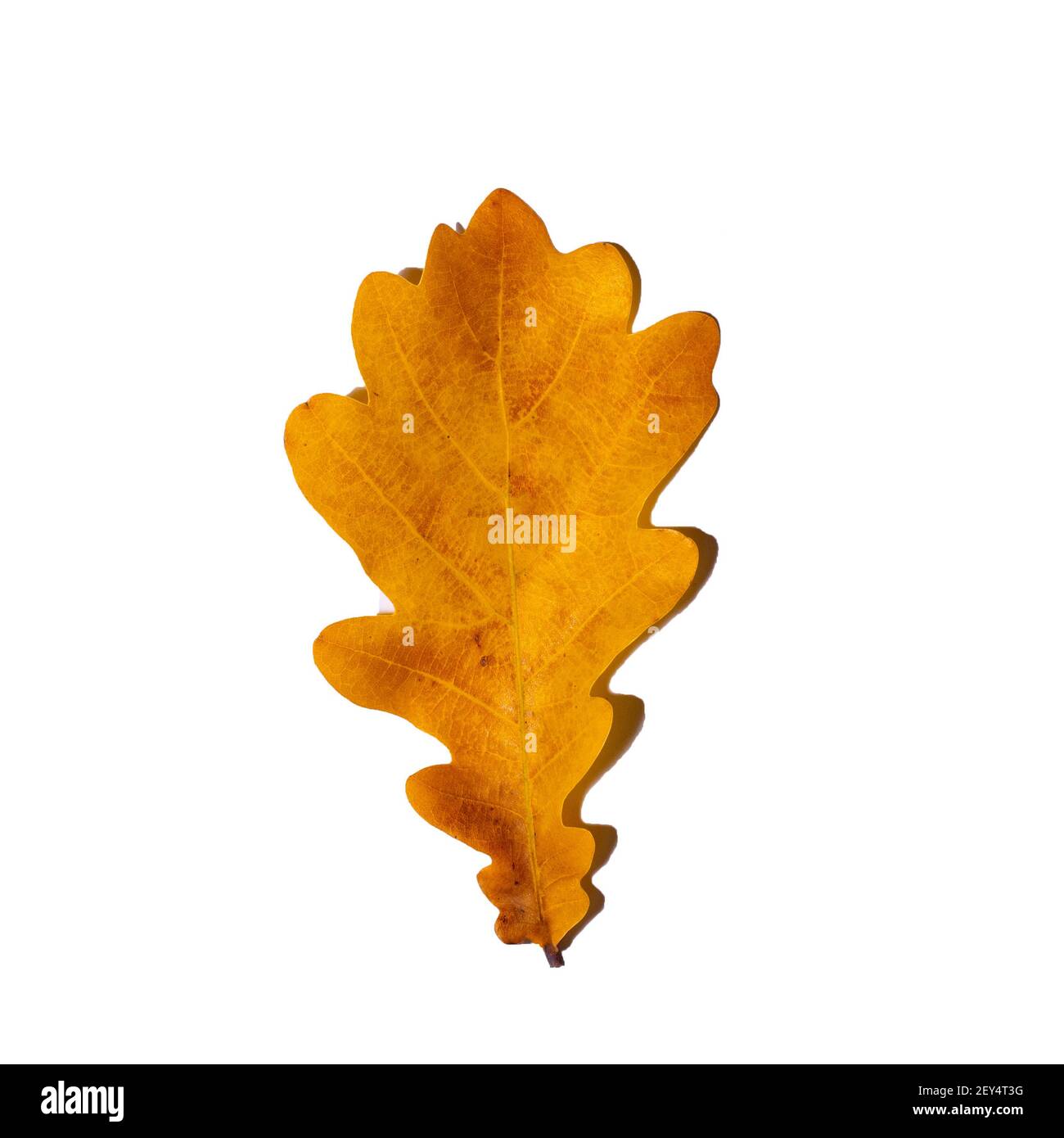 Falling Oak Leaf
