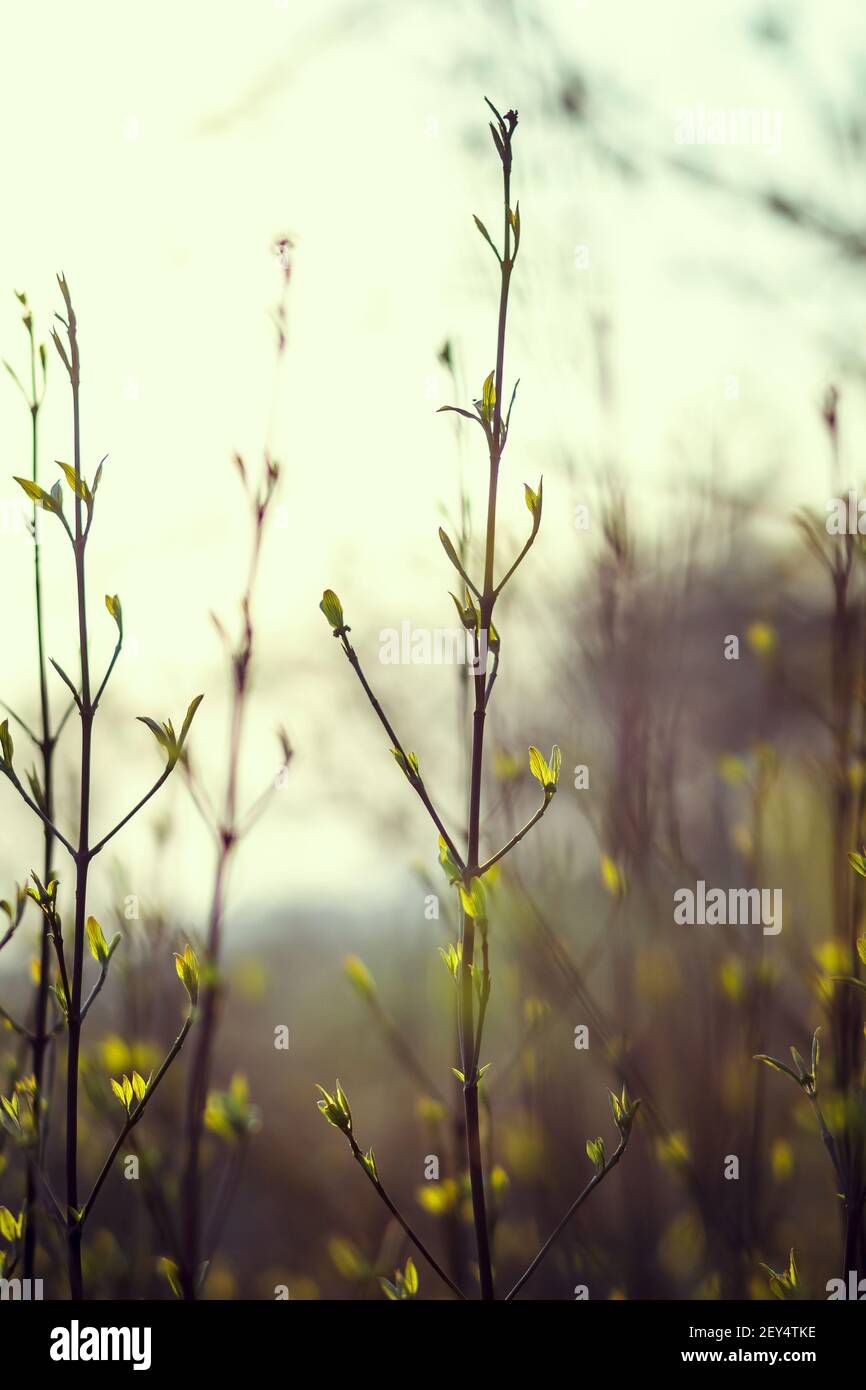 Twig with young blossoming leaves in the spring. Young tree growing at ...