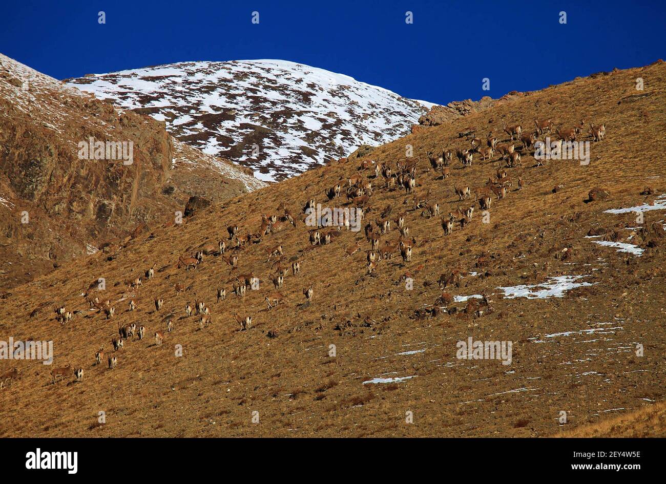Hundreds of first class national protected animal wild ibex are finding ...