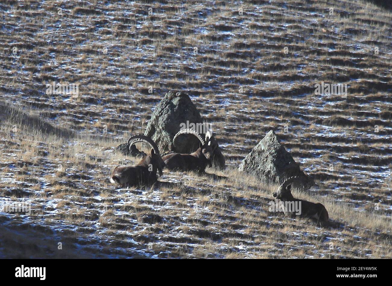 Hundreds of first class national protected animal wild ibex are finding ...